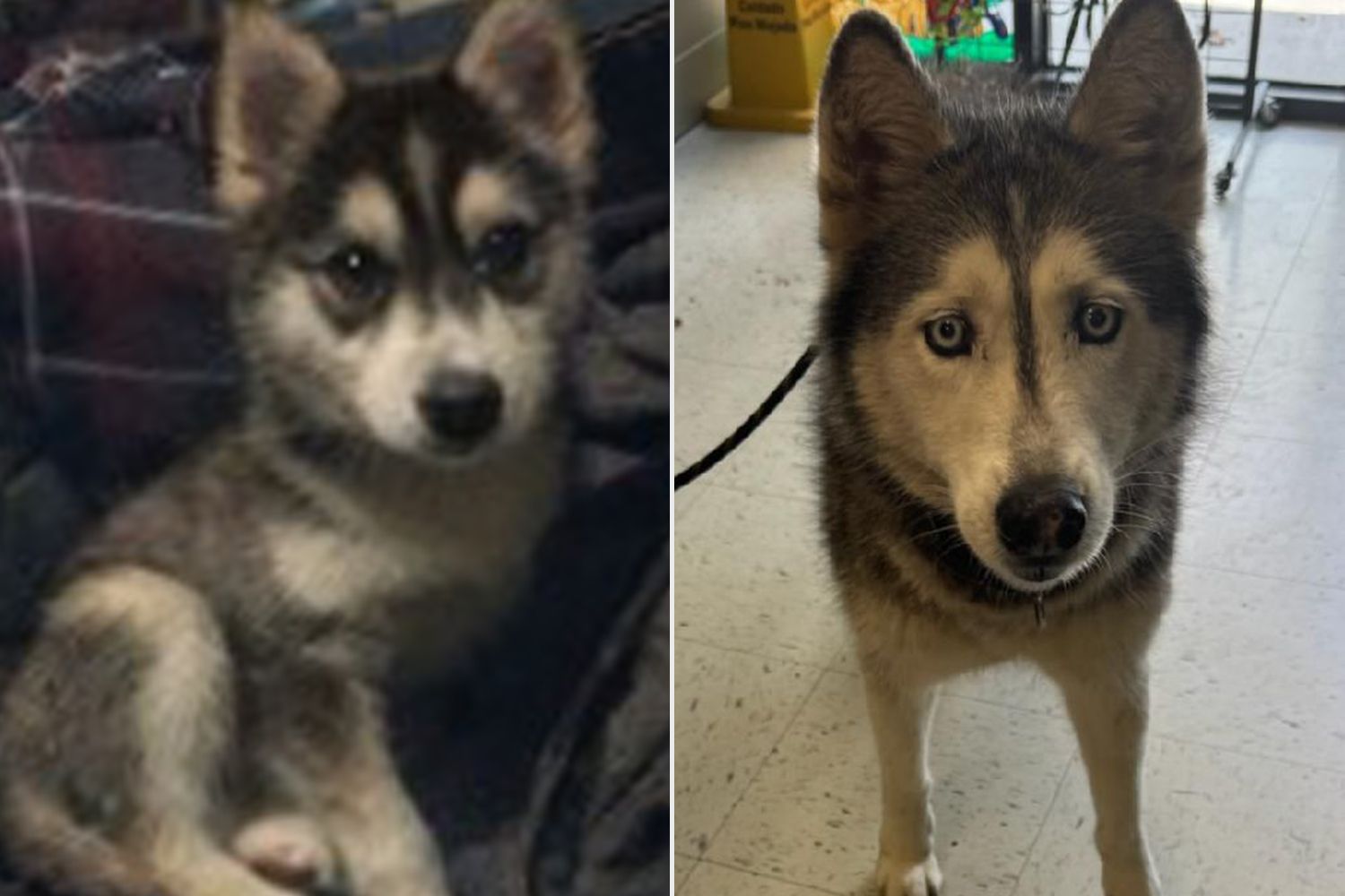 Husky reunited with owner after 12 years and 1,400 miles thanks to a ...
