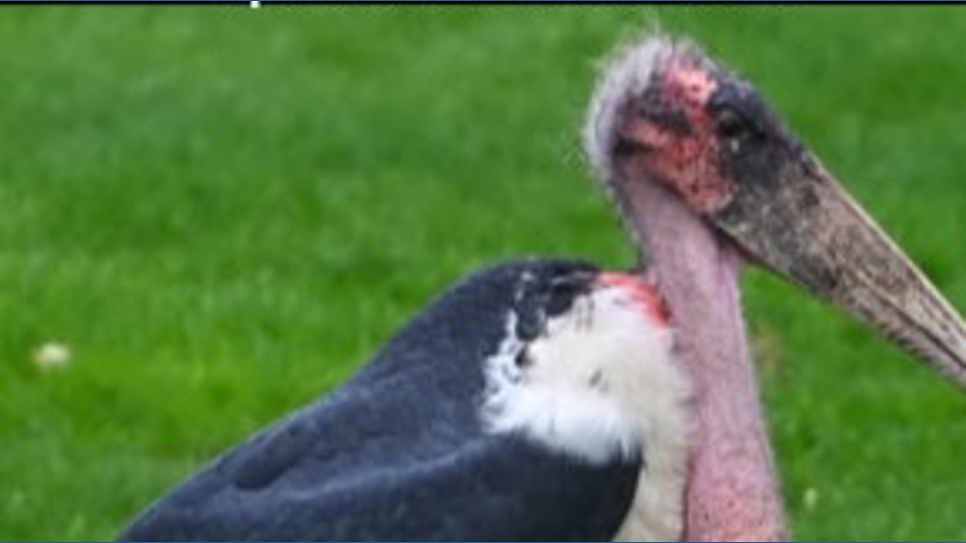 Exotic stork in Wisconsin