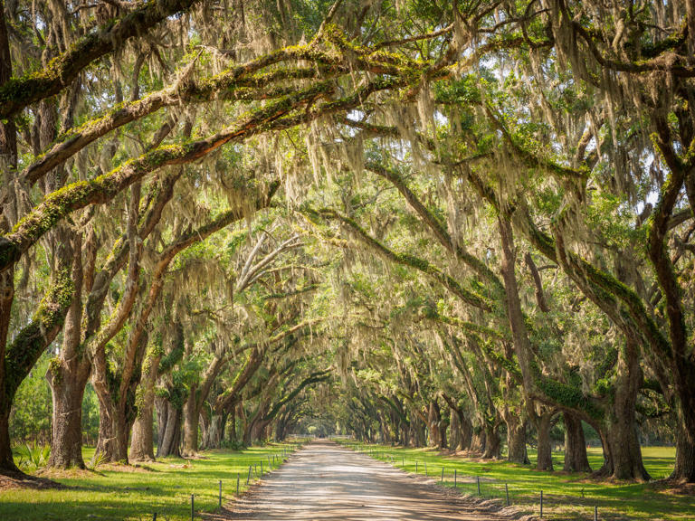 The 7 best historical fiction books set in Savannah!