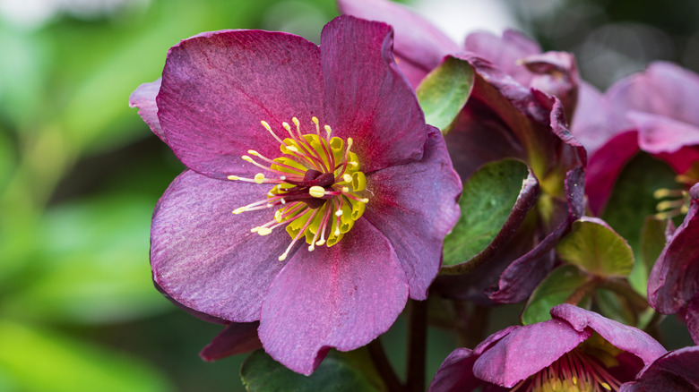 15 colorful flowers perfect for spring border gardens