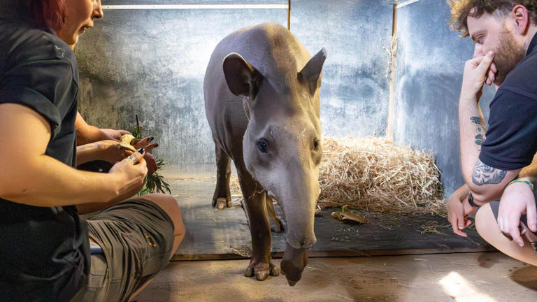 Children's TV tapir finds new home at Newquay Zoo