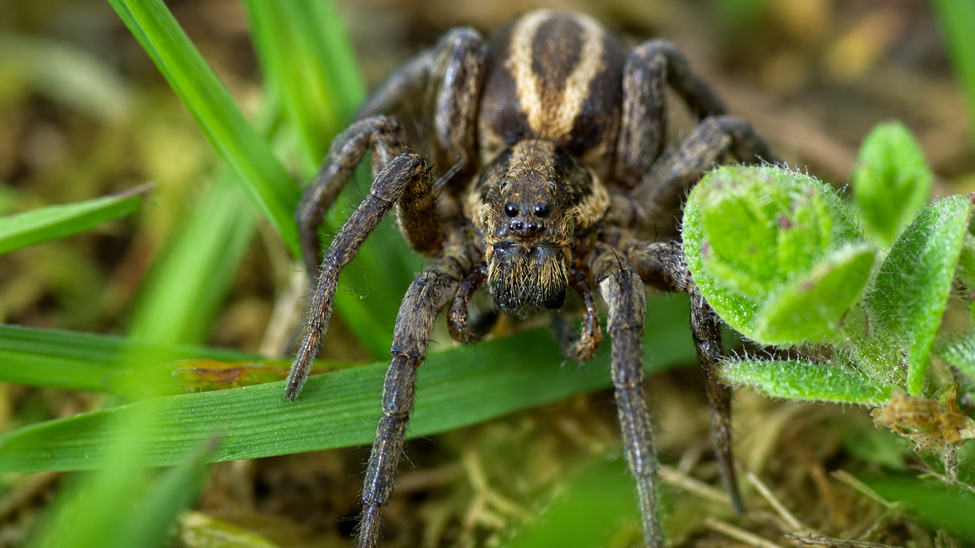This tiny predator looked like a monster up close