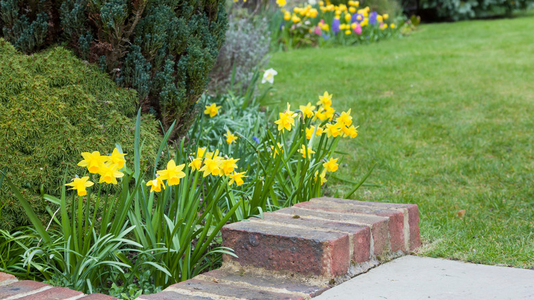 15 colorful flowers perfect for spring border gardens