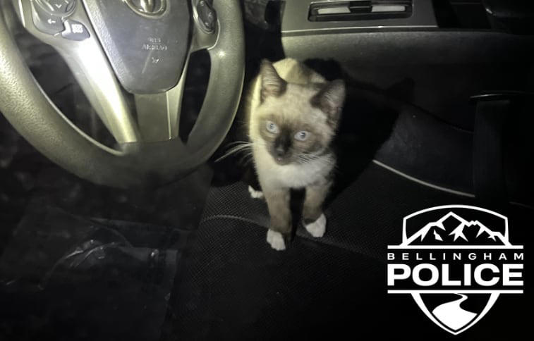 Abandoned kitten found inside stolen car in Bellingham