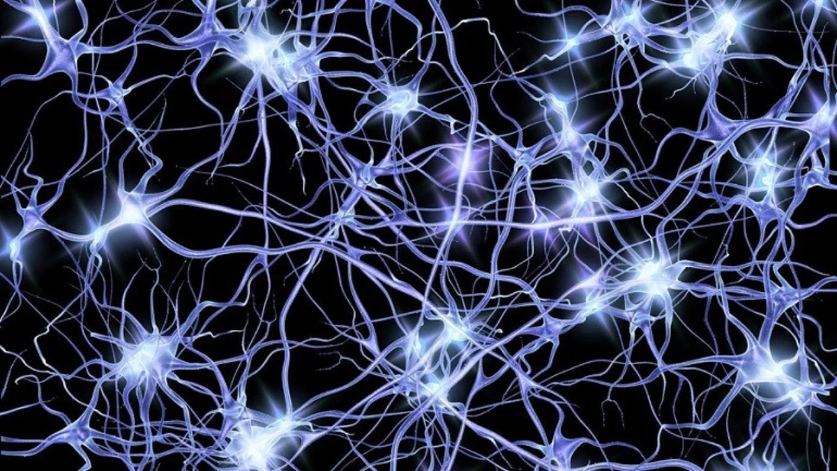 Ya se pueden imprimir neuronas que se conectan al cerebro: ciencia ...