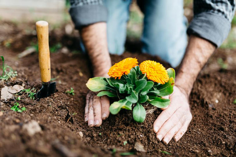 Gardeners told 'hold off longer' as one mistake could make plants 'keel ...
