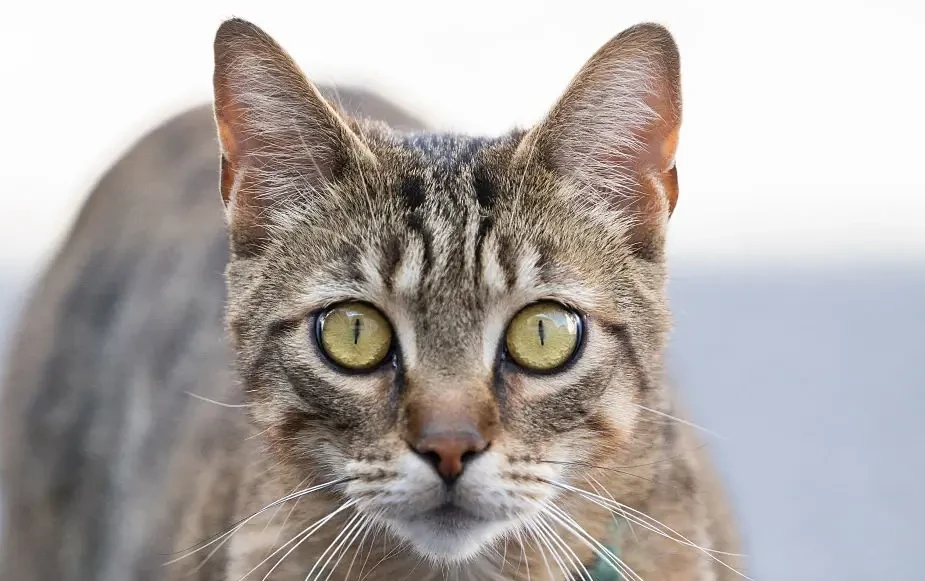 Cracking the secret code of cat behavior