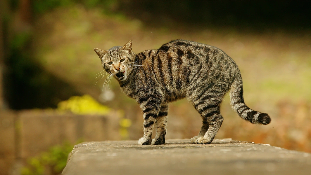 Cracking the secret code of cat behavior
