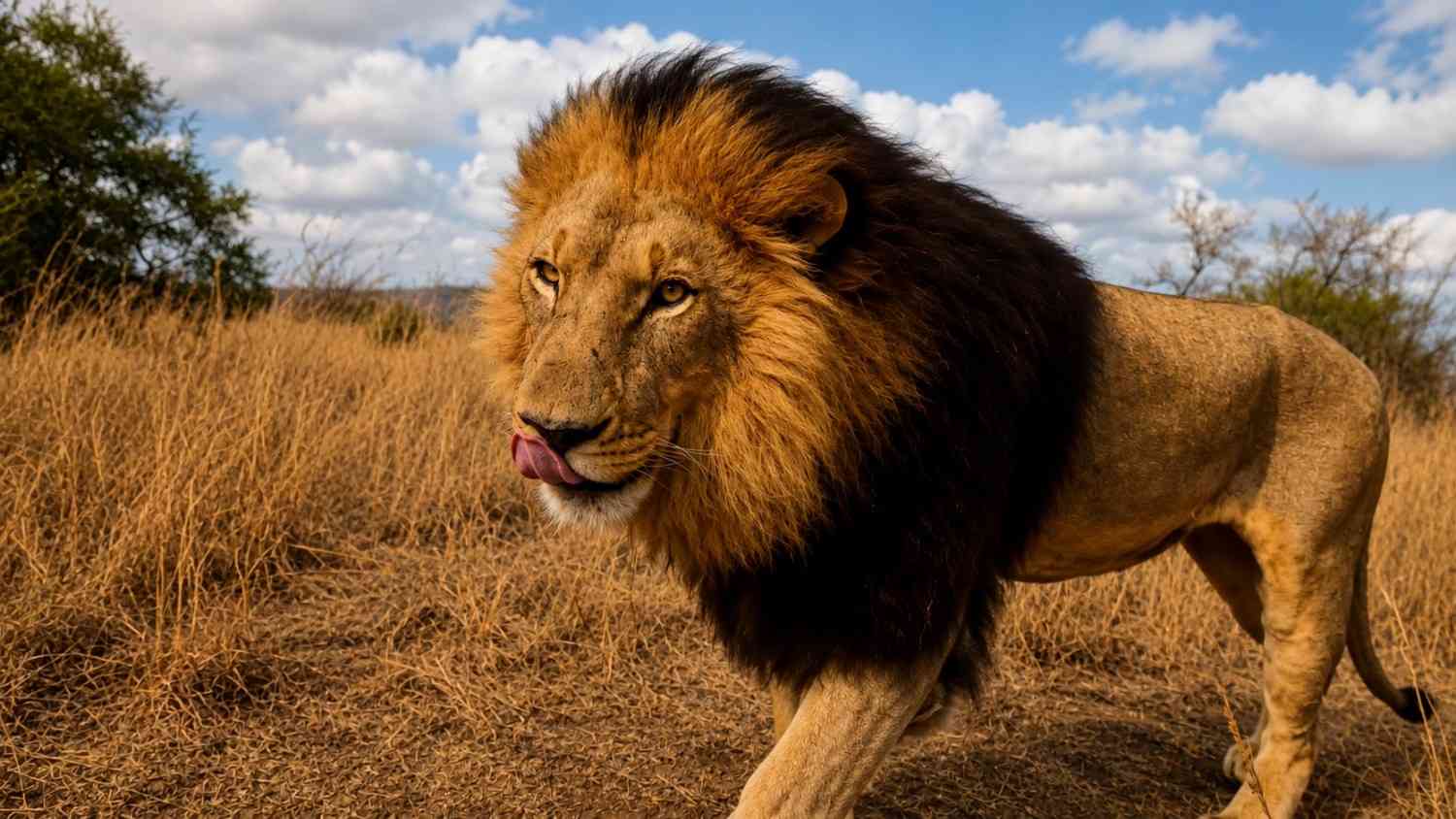 This lion walked past six males unchallenged