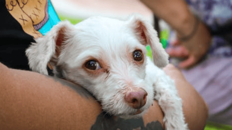 Why does your dog lean on you? Experts reveal the emotional meaning