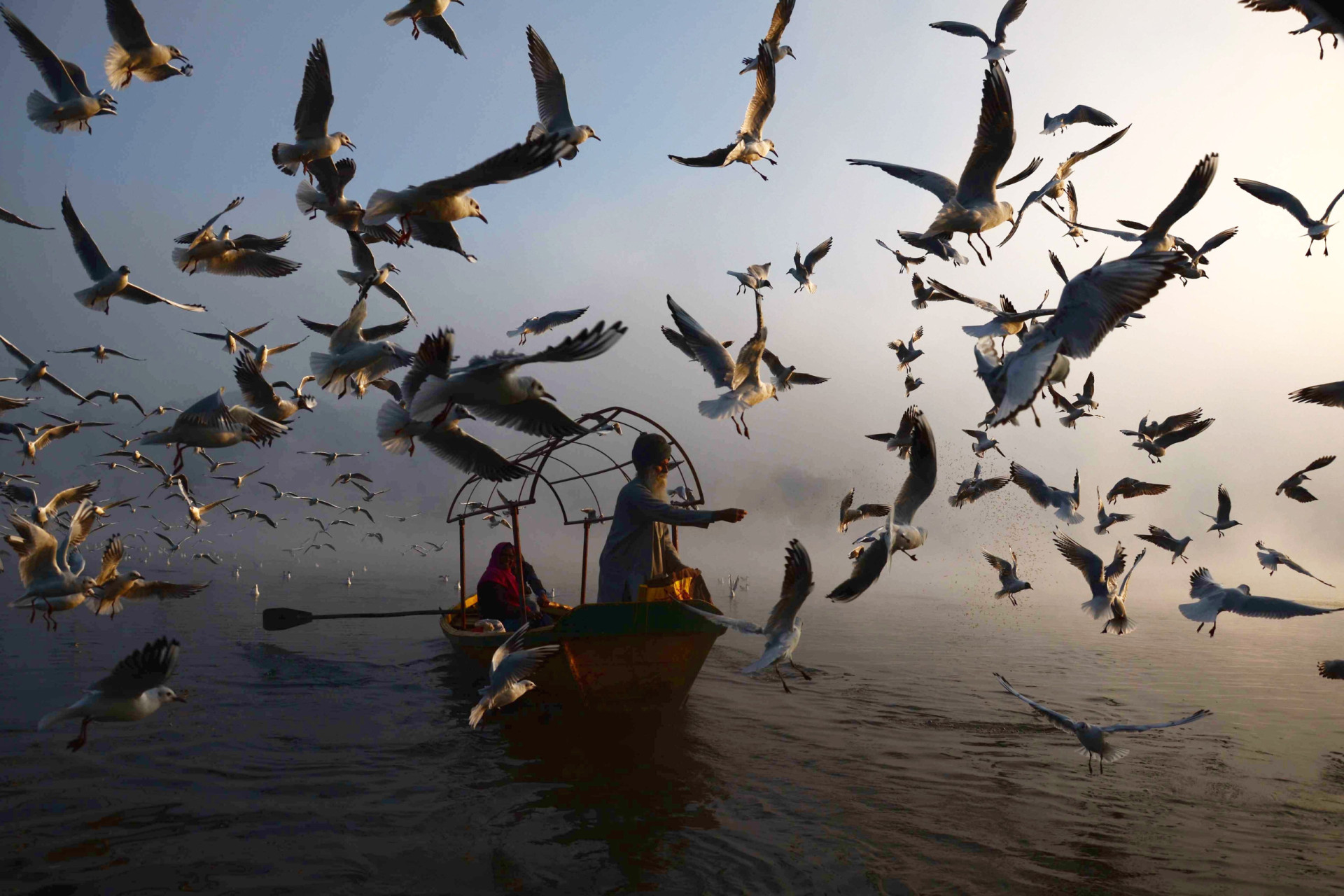 Global voyagers: The world's longest bird migrations