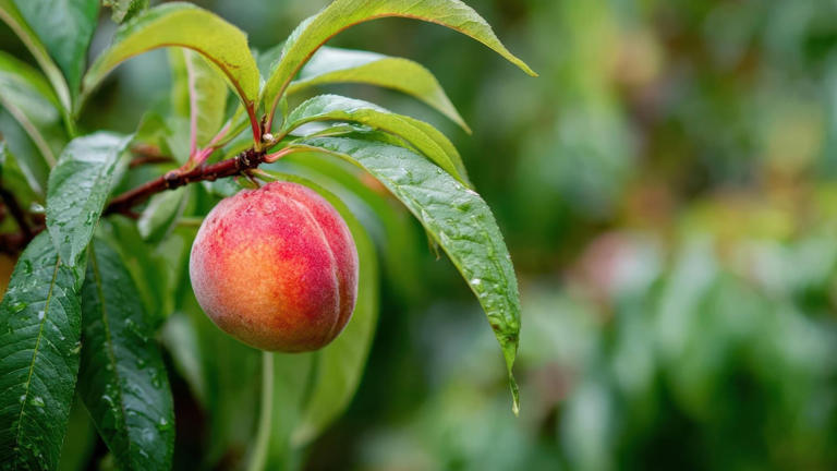 El árbol frutal que no necesita mucho espacio en tu jardín y además lo ...