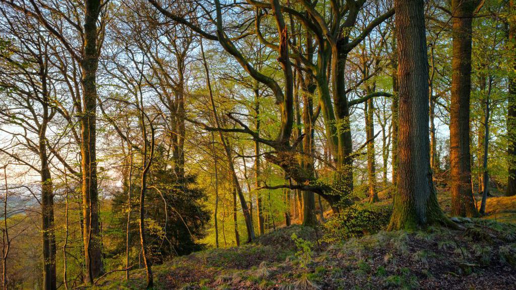 Nature recovery zones inspired by Attenborough