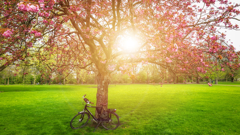 Enjoy a colorful spring with 17 varieties of fast-growing flowering trees
