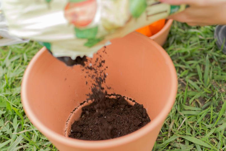 Gardeners told 'hold off longer' as one mistake could make plants 'keel ...