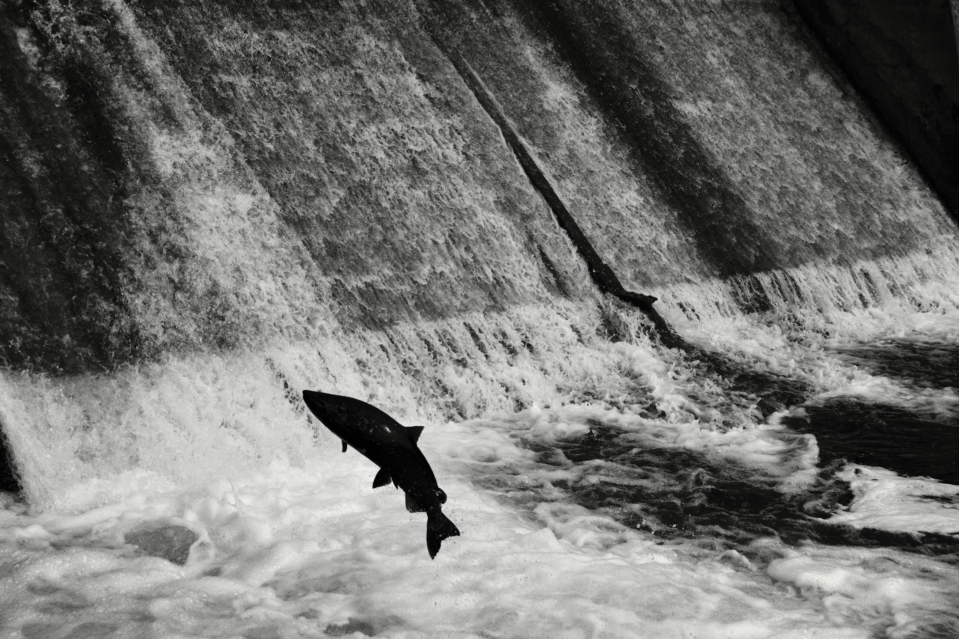 ¿Salmones dopados? Descubre cómo la ciencia busca expandir sus límites ...