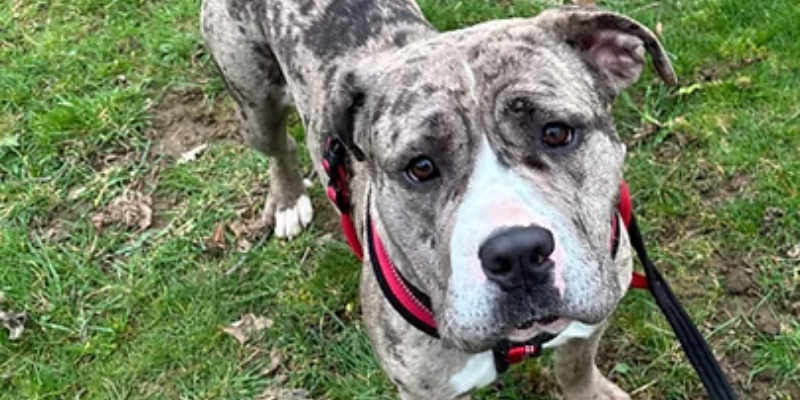16 dogs looking for their forever homes from Good Life Dog Rescue this ...