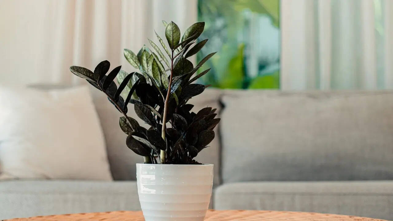 Plants believed to bring positive energy at home
