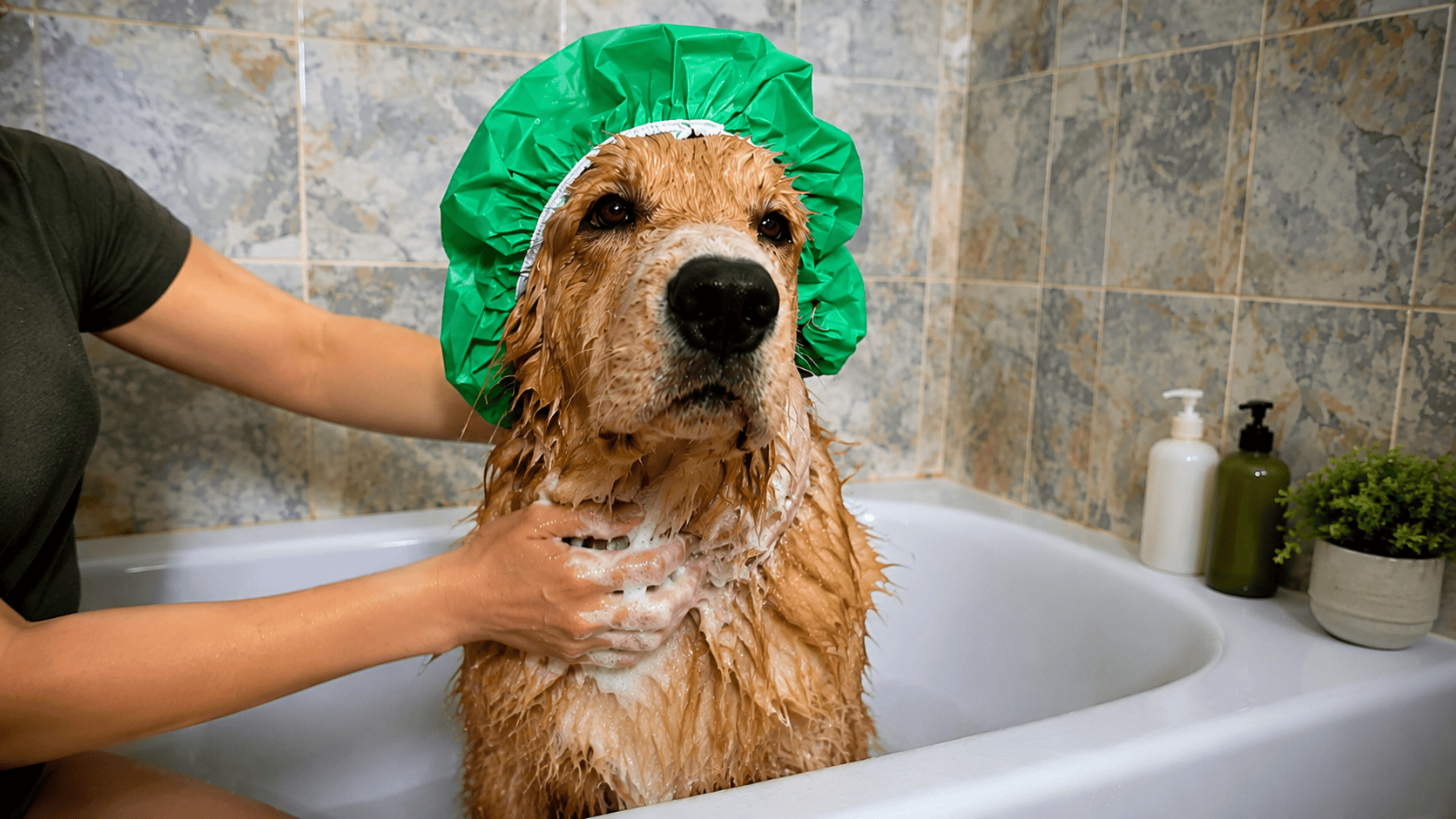 Golden retriever survives bath day