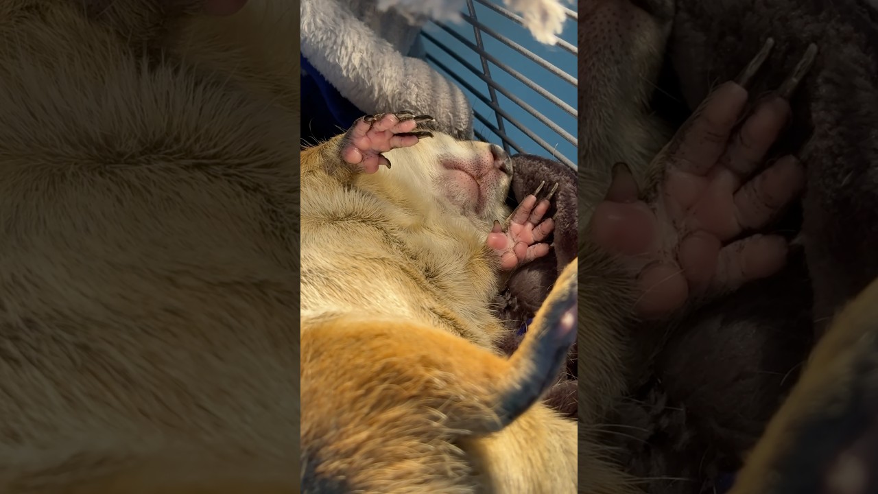 This prairie dog sleeps peacefully through the rainstorm
