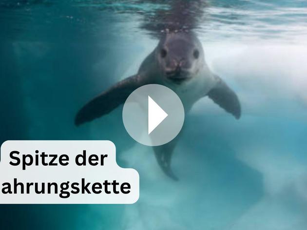Video: Sie dachten, es wäre harmlos – was dieses Tier dann tut, lässt ...