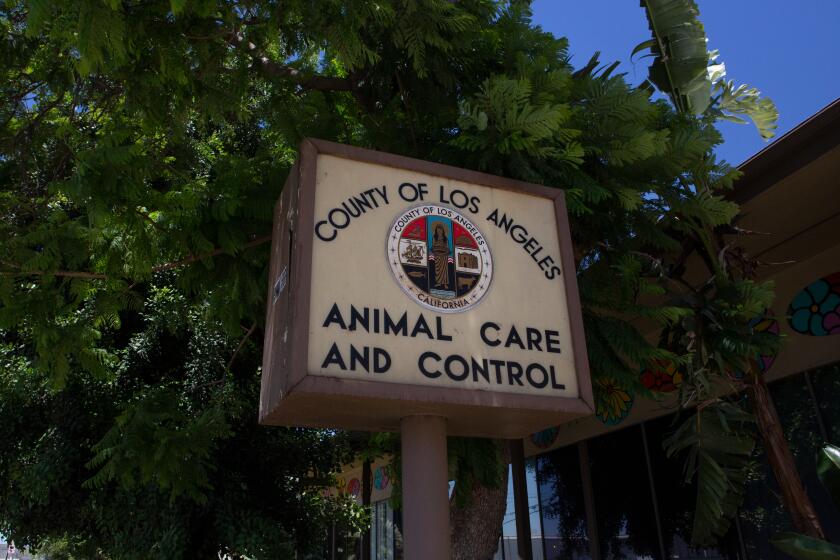 Financial strain puts SoCal humane rescue sanctuaries on the brink ...