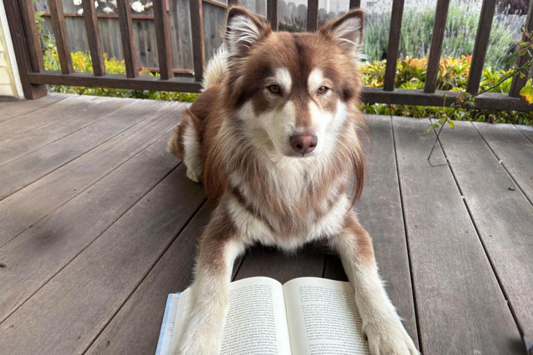 Seven at-home tests you can do to see how smart your dog is