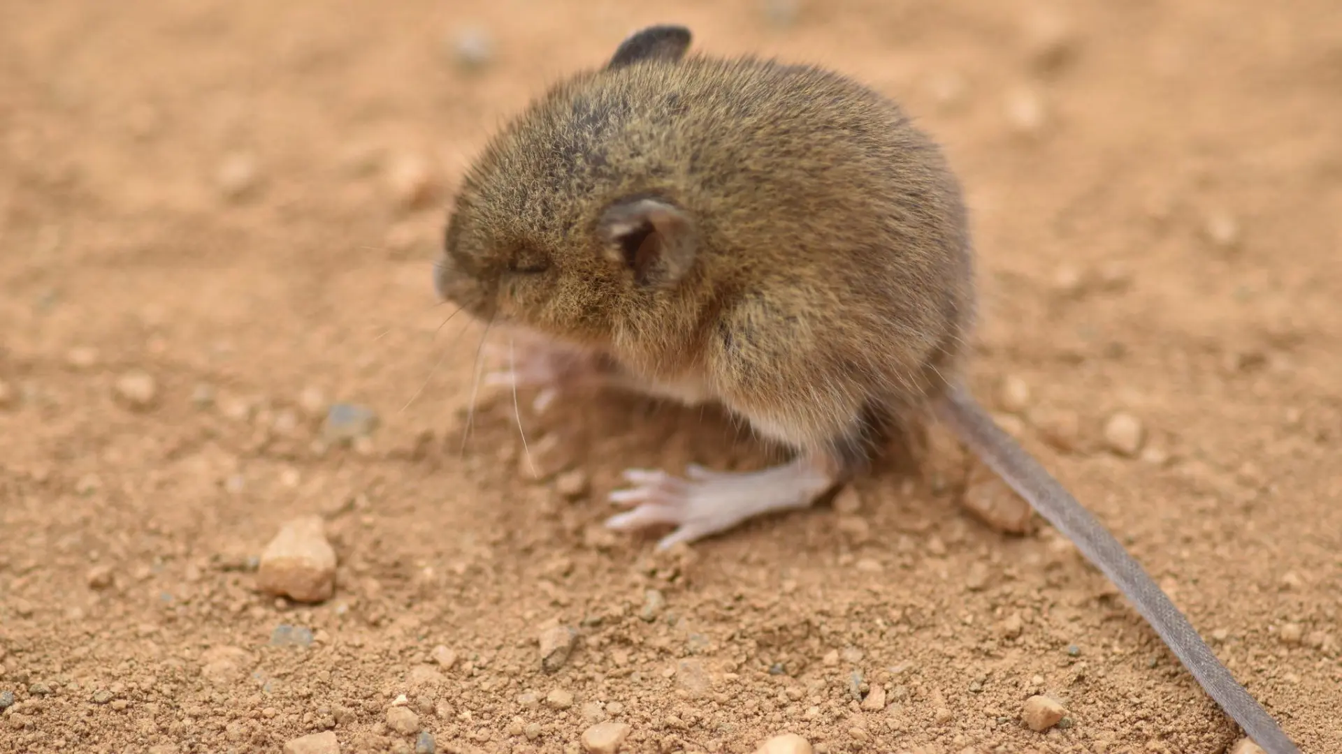 ¿Pueden los roedores de compañía contagiar hantavirus? Lo que se sabe ...