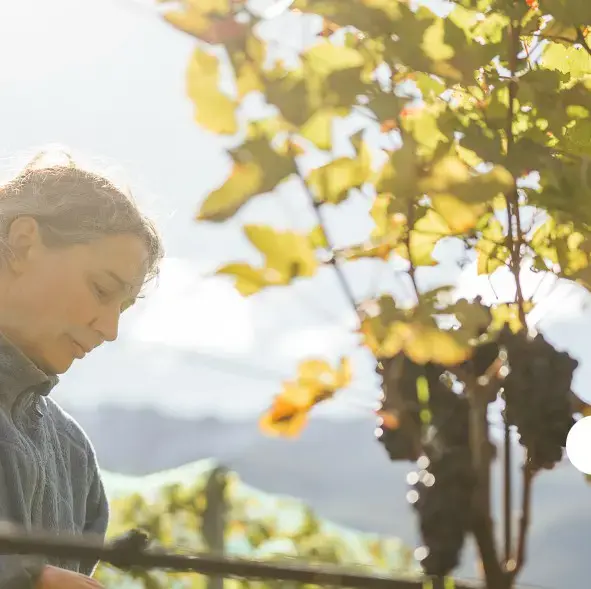 Il Riesling sotto il castello di Messner: il vino dell’Alto Adige che ...