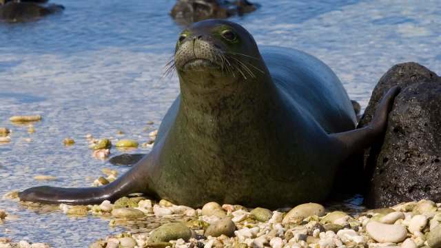 Tourist caught on camera throwing huge rock at docile Hawaiian monk seal