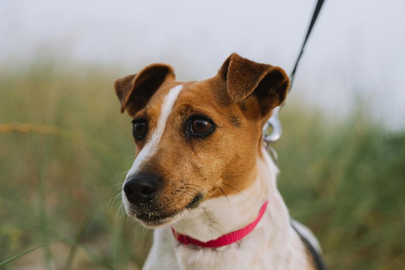 11 brave dogs that instinctively protect against snakes
