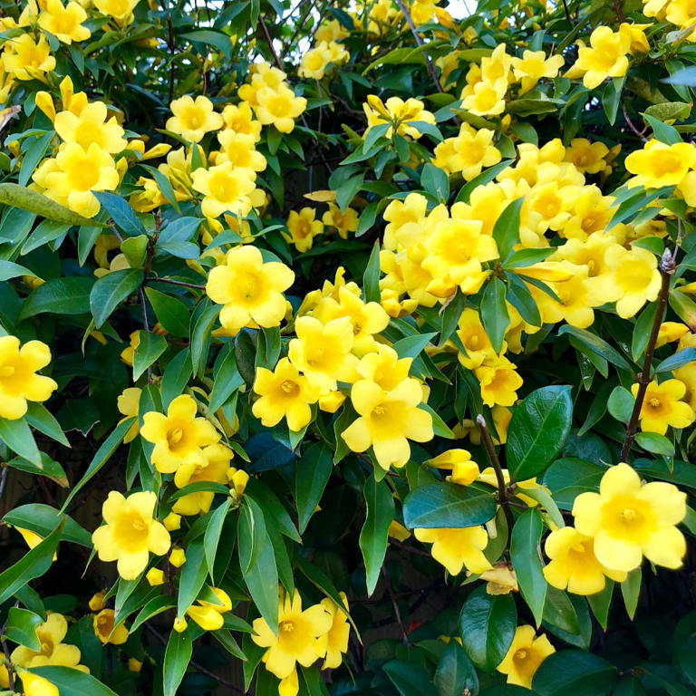 These 7 fragrant climbers quickly transform a dull corner into a lush ...