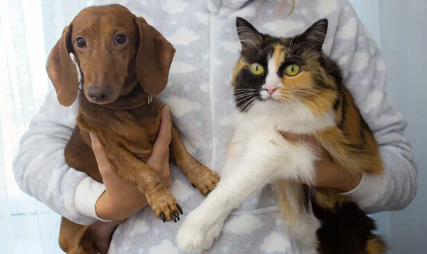 Why some pets quietly stop trusting their owners