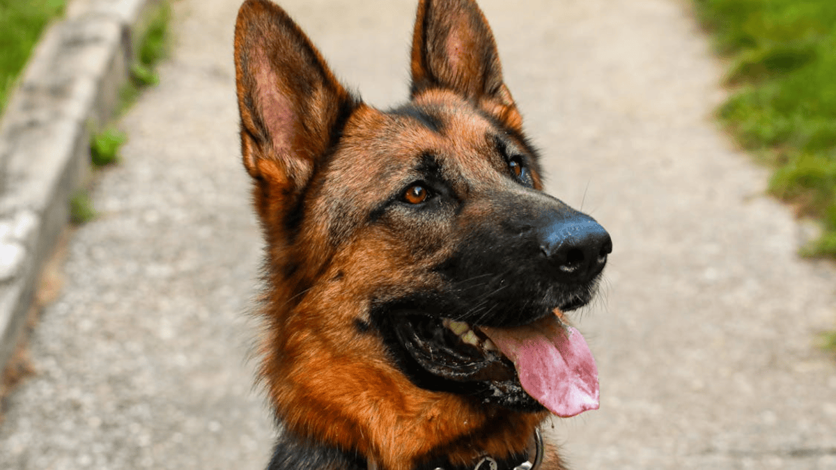These are the 10 best therapy dogs, according to Purina experts