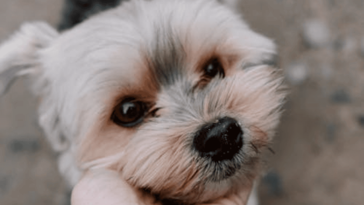 These are the 10 best therapy dogs, according to Purina experts