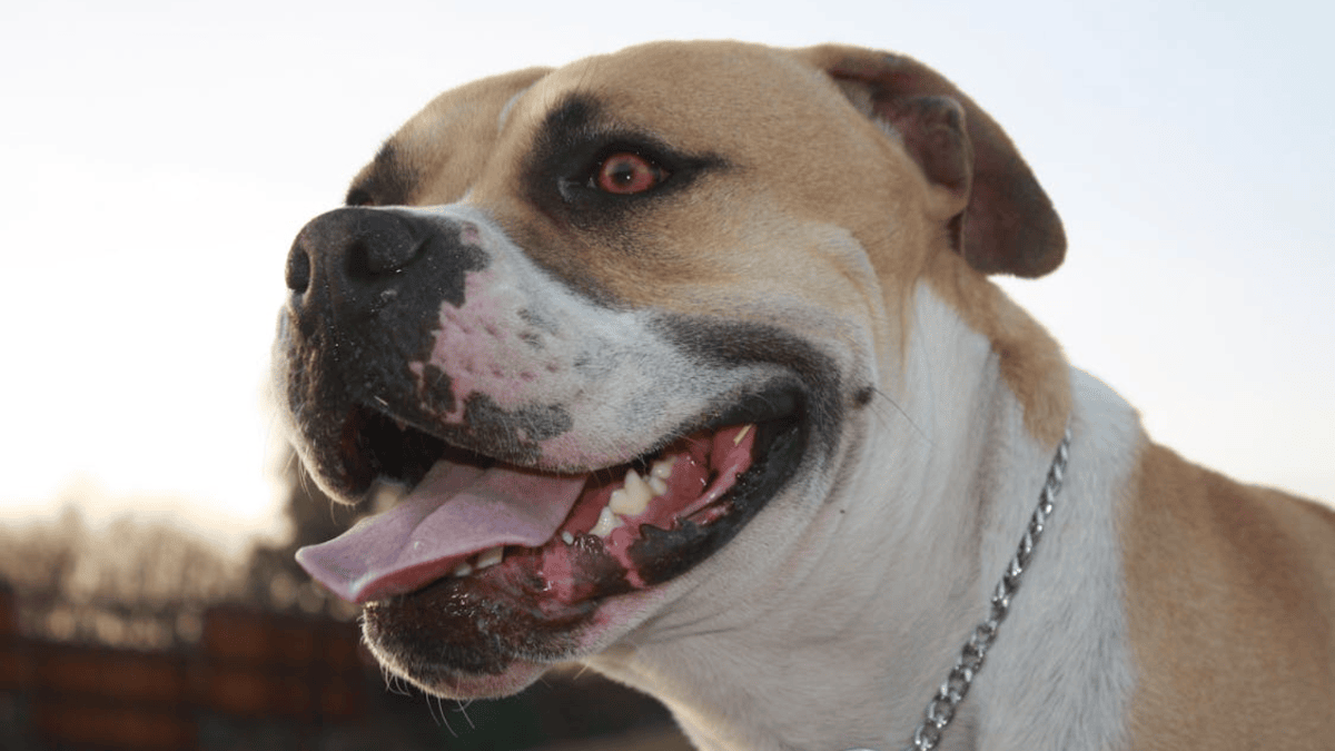 Common household items that may be toxic to dogs