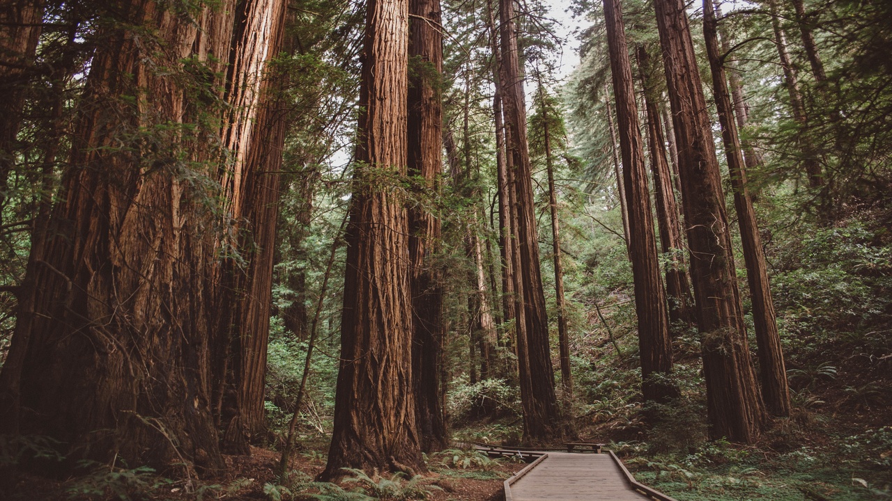 12 miles from San Francisco, these redwoods are 1,200 years old and ...
