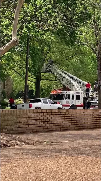 Tranquilized bear falls from tree during rescue