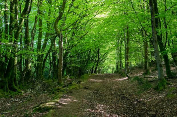 Somerset woodland with a 'different flavour of magic' among Britain's ...