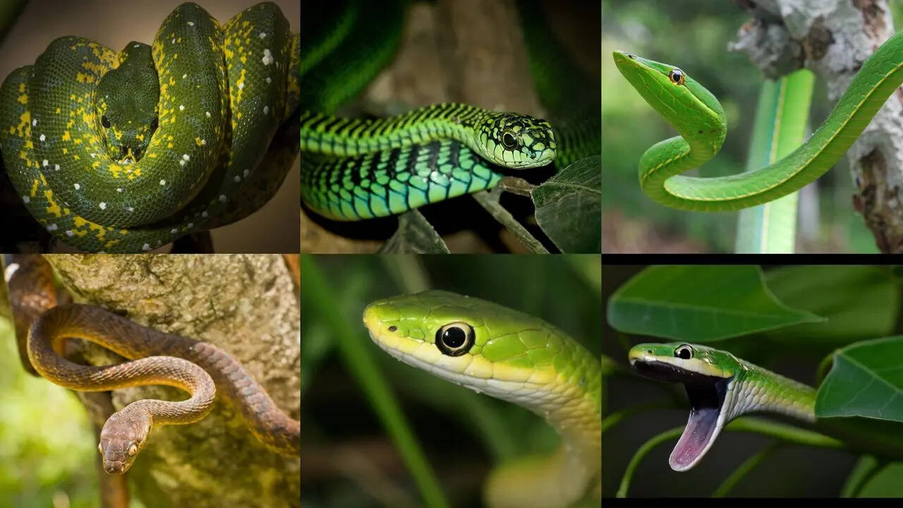 Arboreal: Snakes that always stay on trees and rarely descend