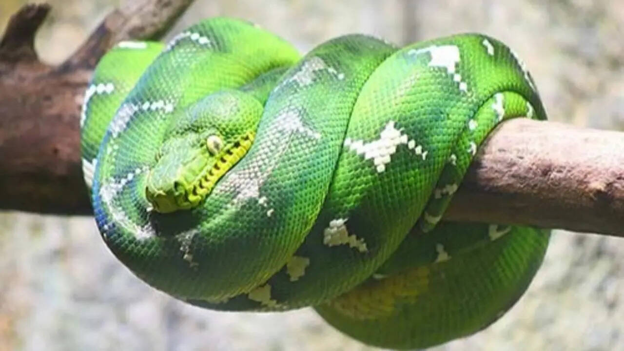 Arboreal: Snakes that always stay on trees and rarely descend