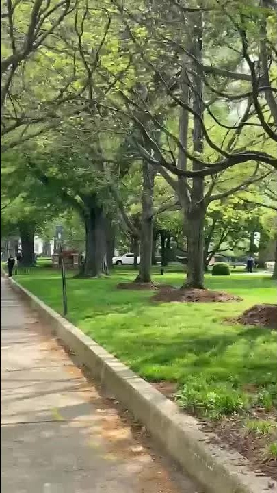 Bear spotted climbing tree near Spartanburg church