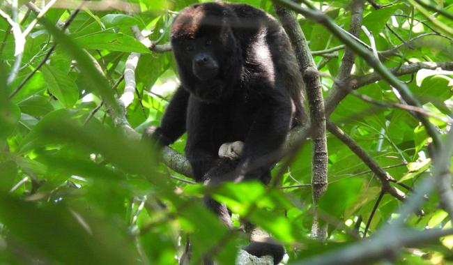 Liberan a 30 monos aulladores en la reserva de Los Tuxtla, Veracruz