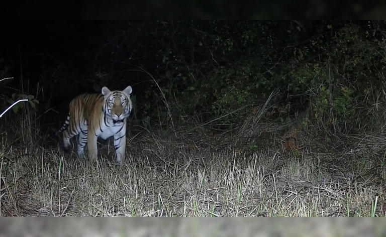 Royal Bengal tiger spotted in Arunachal sanctuary after nearly 20 years