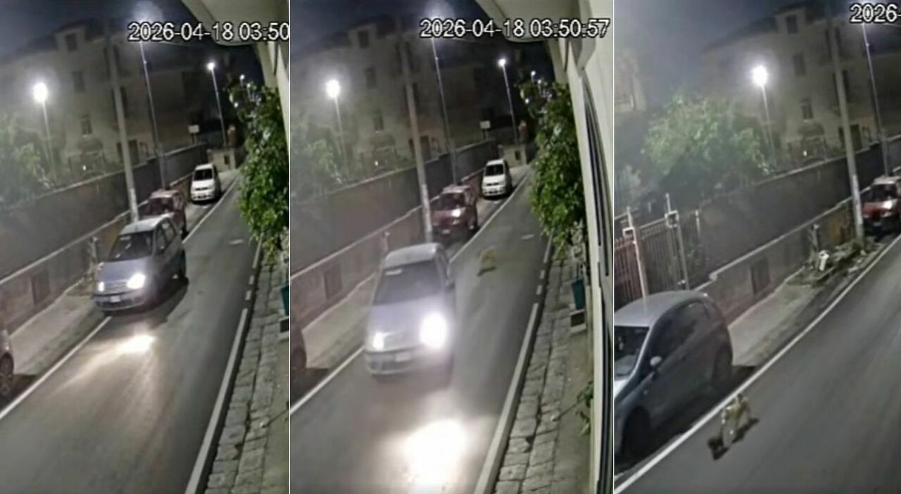 Abbandona in strada la cagnolina che muore investita, il padrone ...