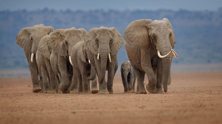 Why on Earth do animals all look the same when humans all look different?