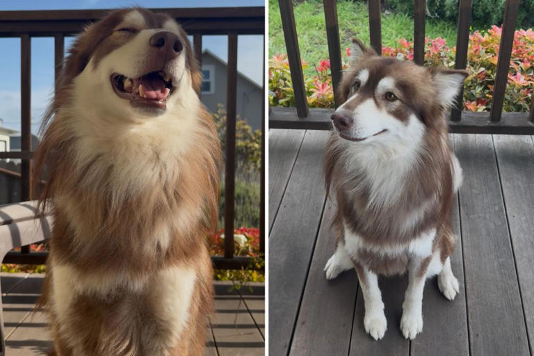 Seven at-home tests you can do to see how smart your dog is
