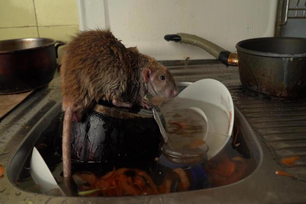 Surge in rat infestations recorded across the UK as Brits urged to be ...