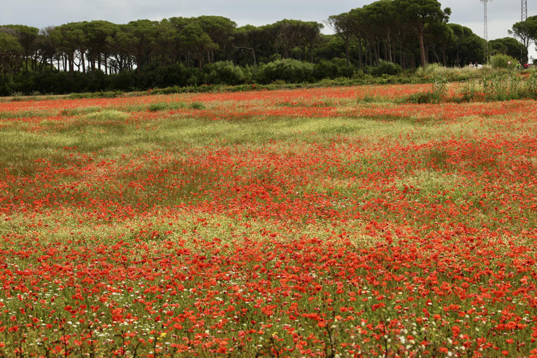La primavera cromática de Pals