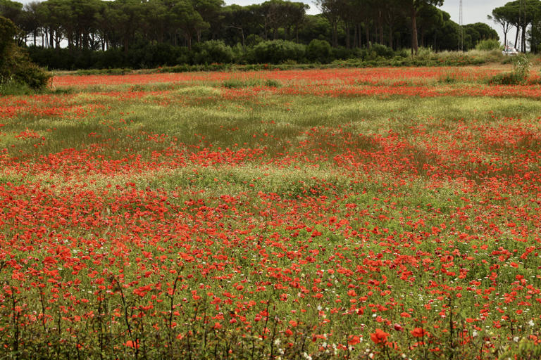 La primavera cromática de Pals